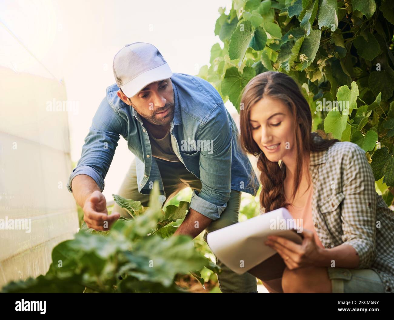 Remercier un agriculteur Banque de photographies et d’images à haute ...