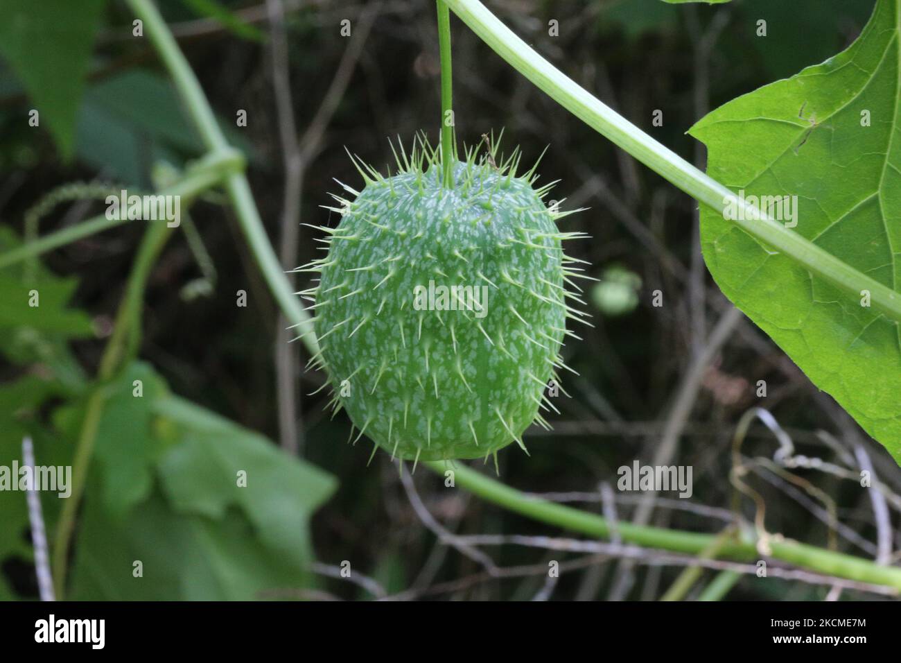 Concombre grimpant Banque de photographies et d’images à haute ...