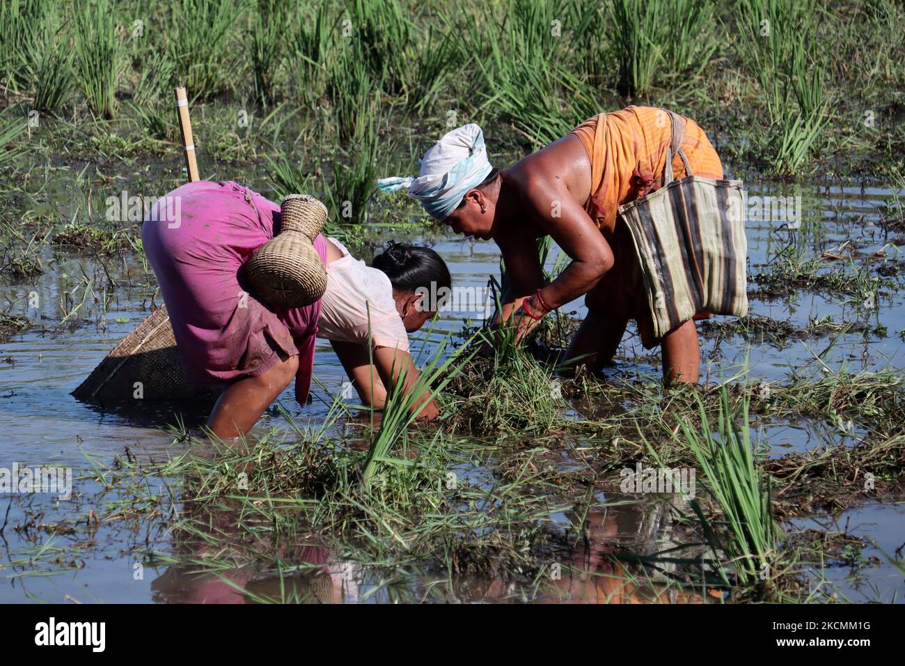 Boro bodo Banque de photographies et d’images à haute résolution - Alamy