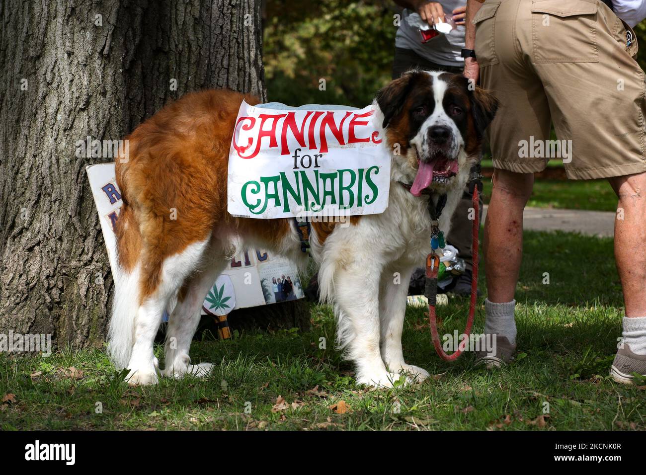 Canines pour le cannabis Banque de photographies et d’images à haute ...