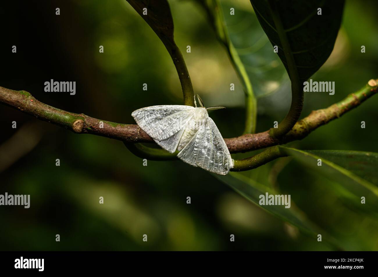 Arctornis sp Banque de photographies et d’images à haute résolution - Alamy
