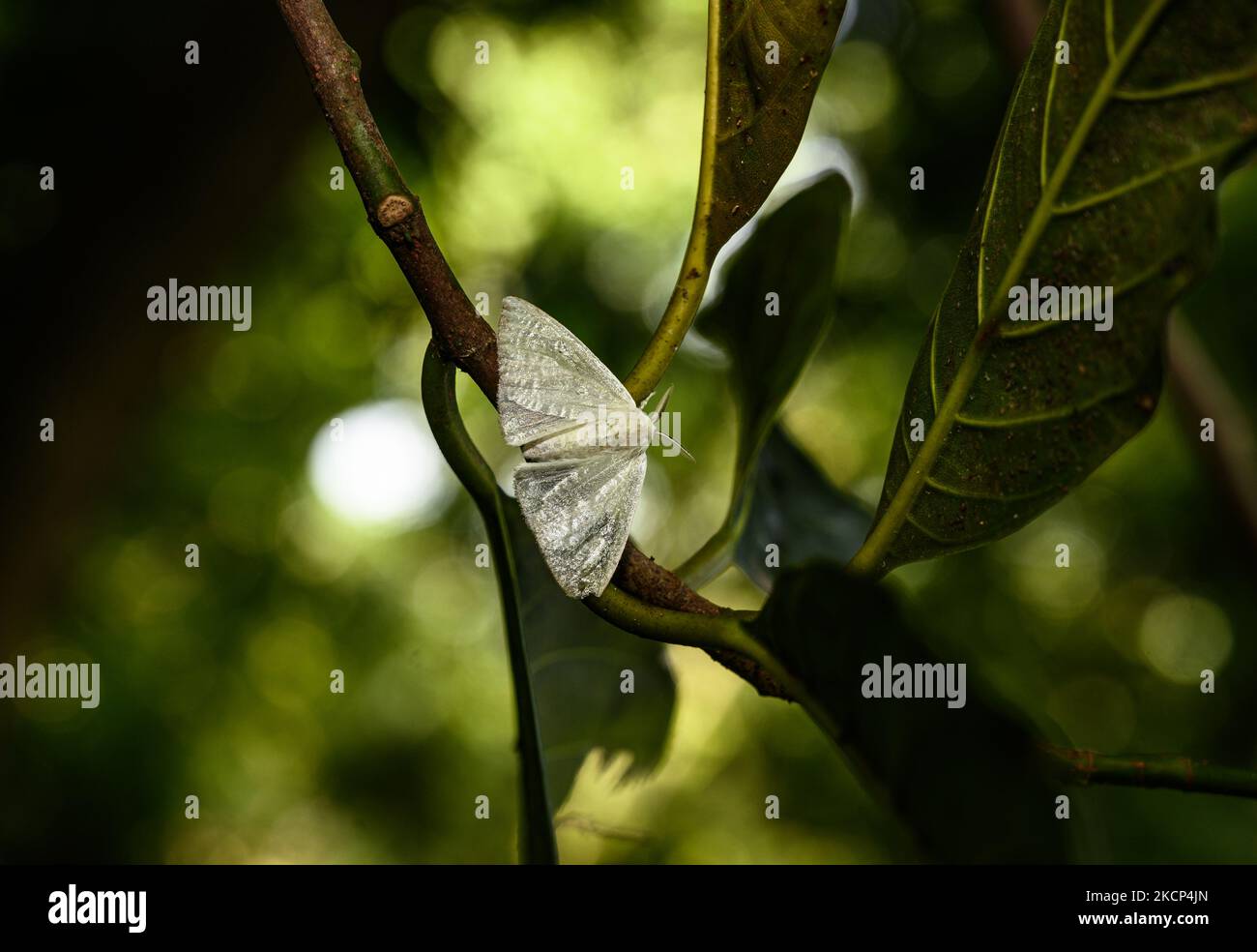 Arctornis sp Banque de photographies et d’images à haute résolution - Alamy
