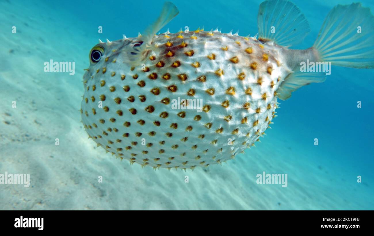 Hérisson de poisson. Cyclopicht à pois jaunes - pousse jusqu'à 34 cm ...