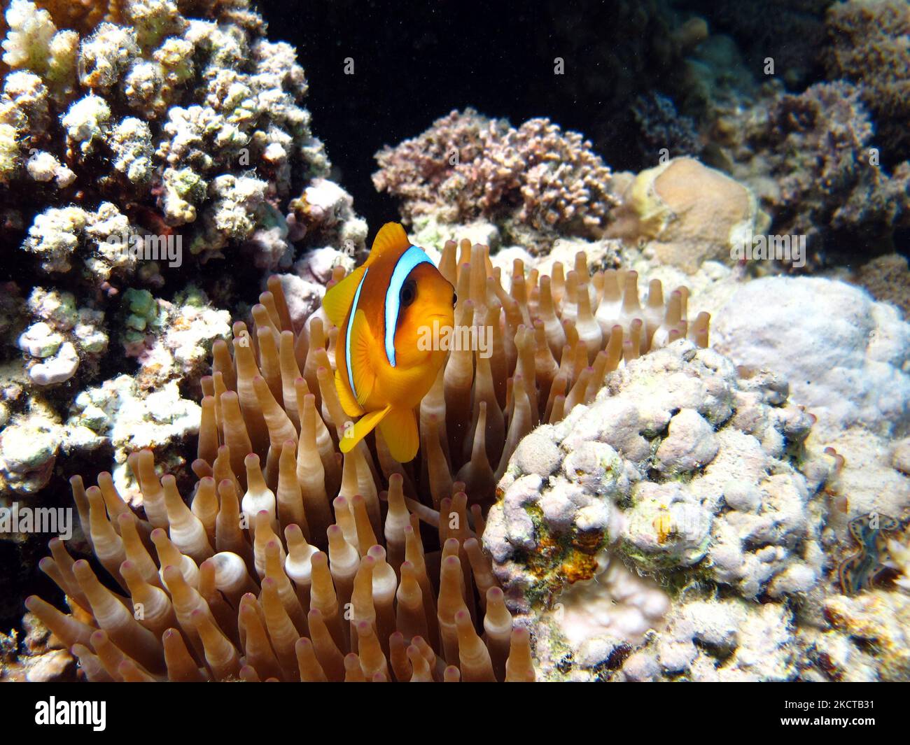 Poissons clowns nemo Banque de photographies et d’images à haute ...