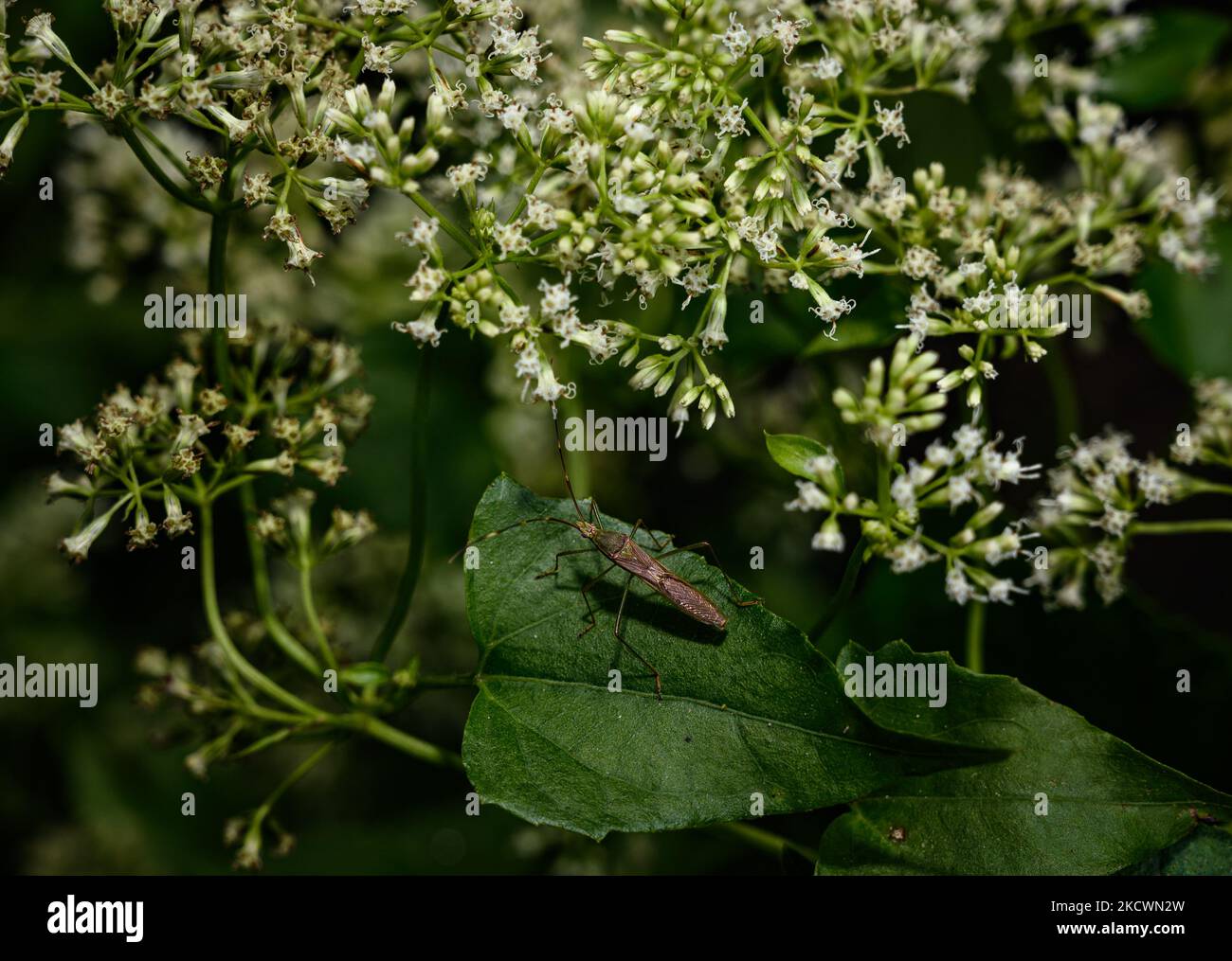 Un insecte à tête large (Leptocorisa sp.) est assis à côté des fleurs ...
