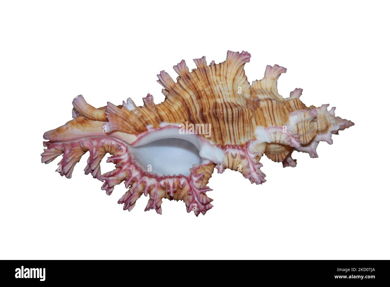 Muricidae murex Banque d'images détourées - Alamy