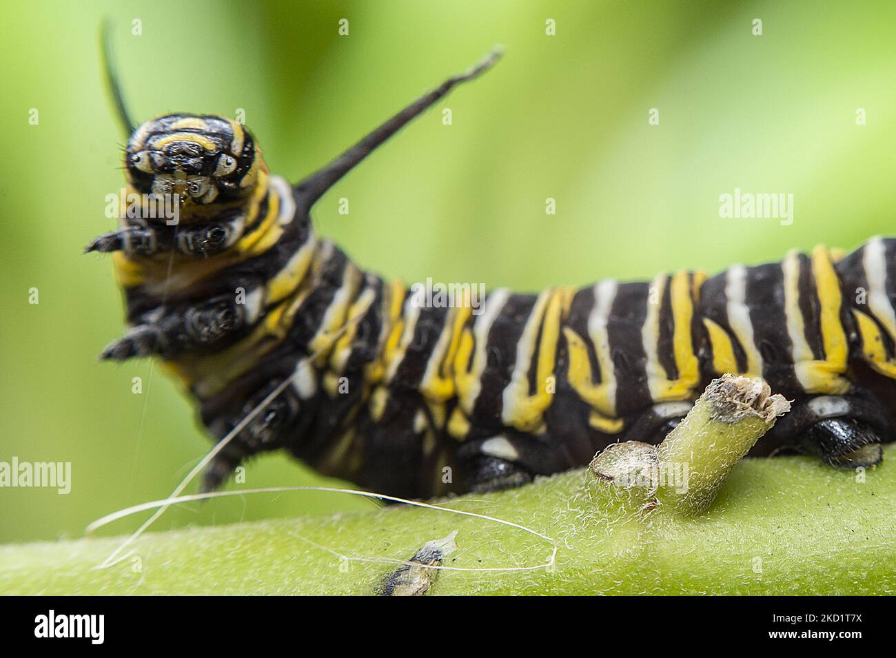 Une chenille de monarque (Danaus plexippus) est photographiée dans un ...