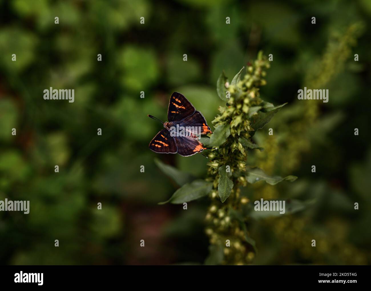 Le Silverline commun ( Spindasis vulcanus) est un petit papillon coloré ...