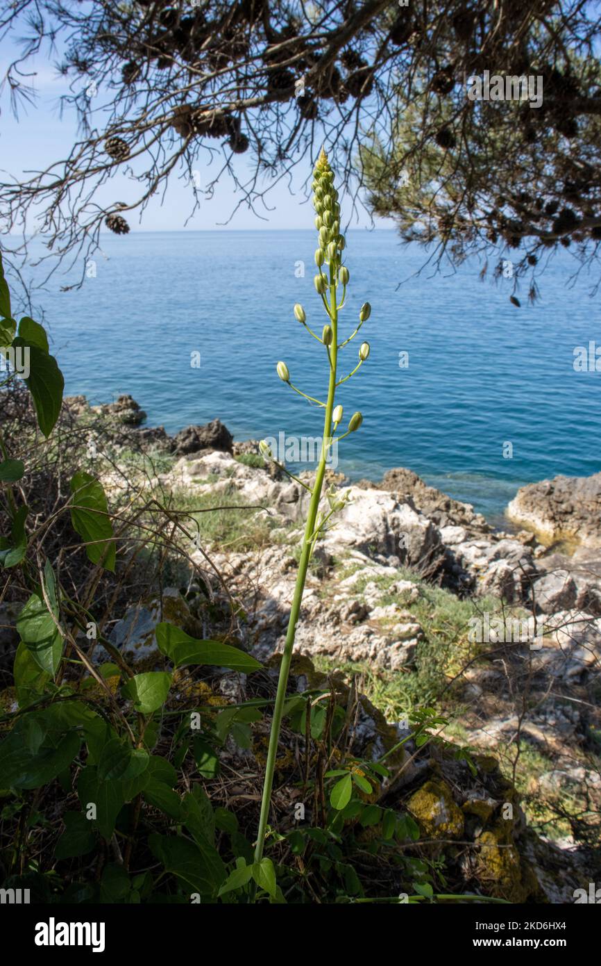 Sea Squill (Drimia maritima) croissant sur une île près de Rovinj ...