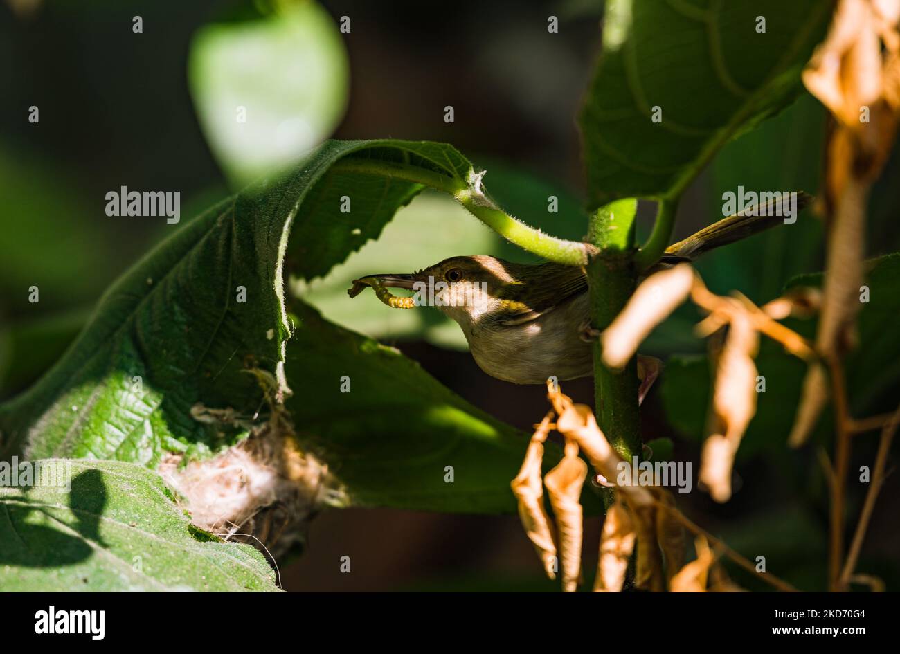 Feuille de ficus hispida Banque de photographies et d’images à haute ...
