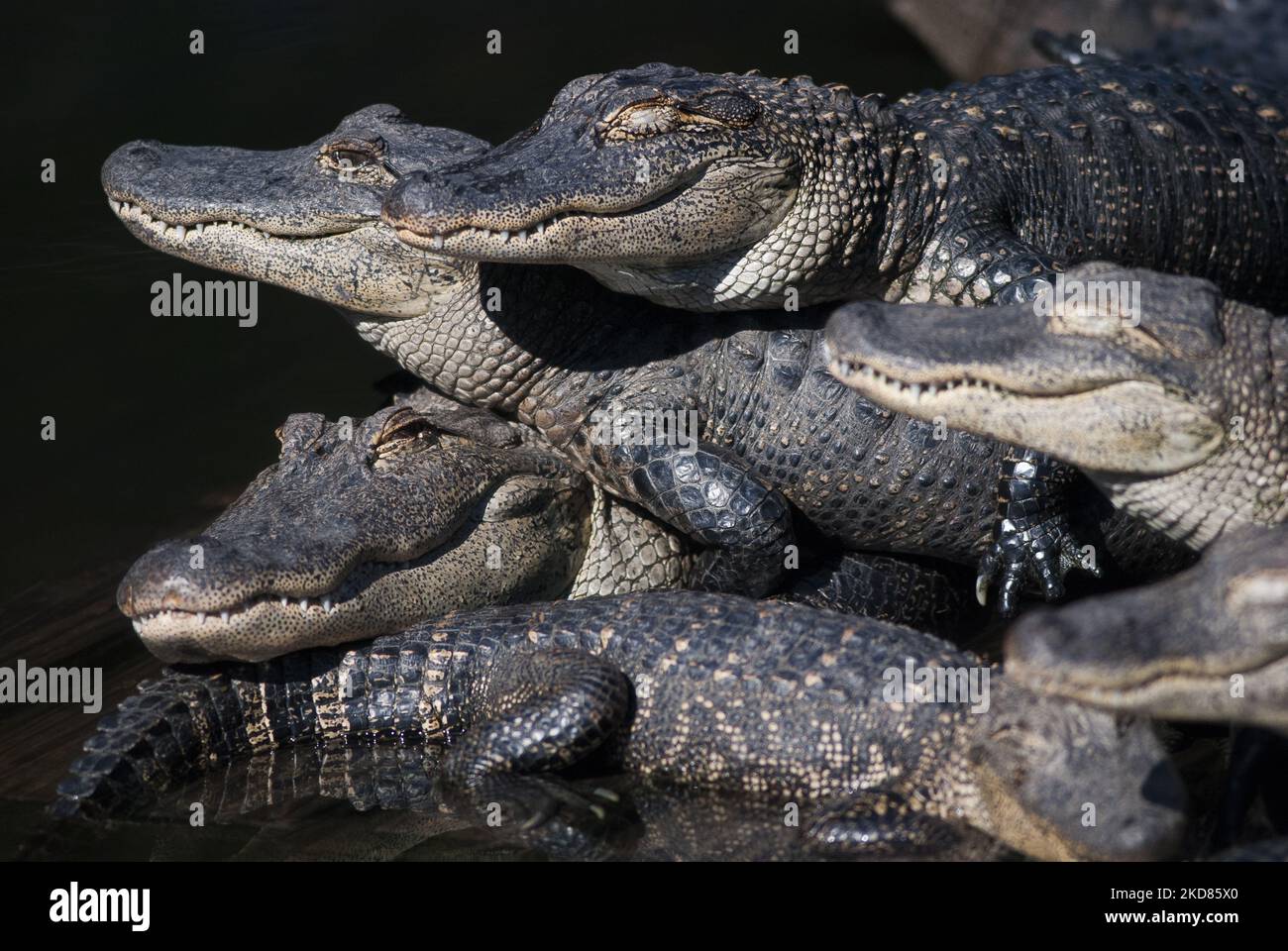 L'alligator américain (Alligator mississipiensis) peut atteindre une ...