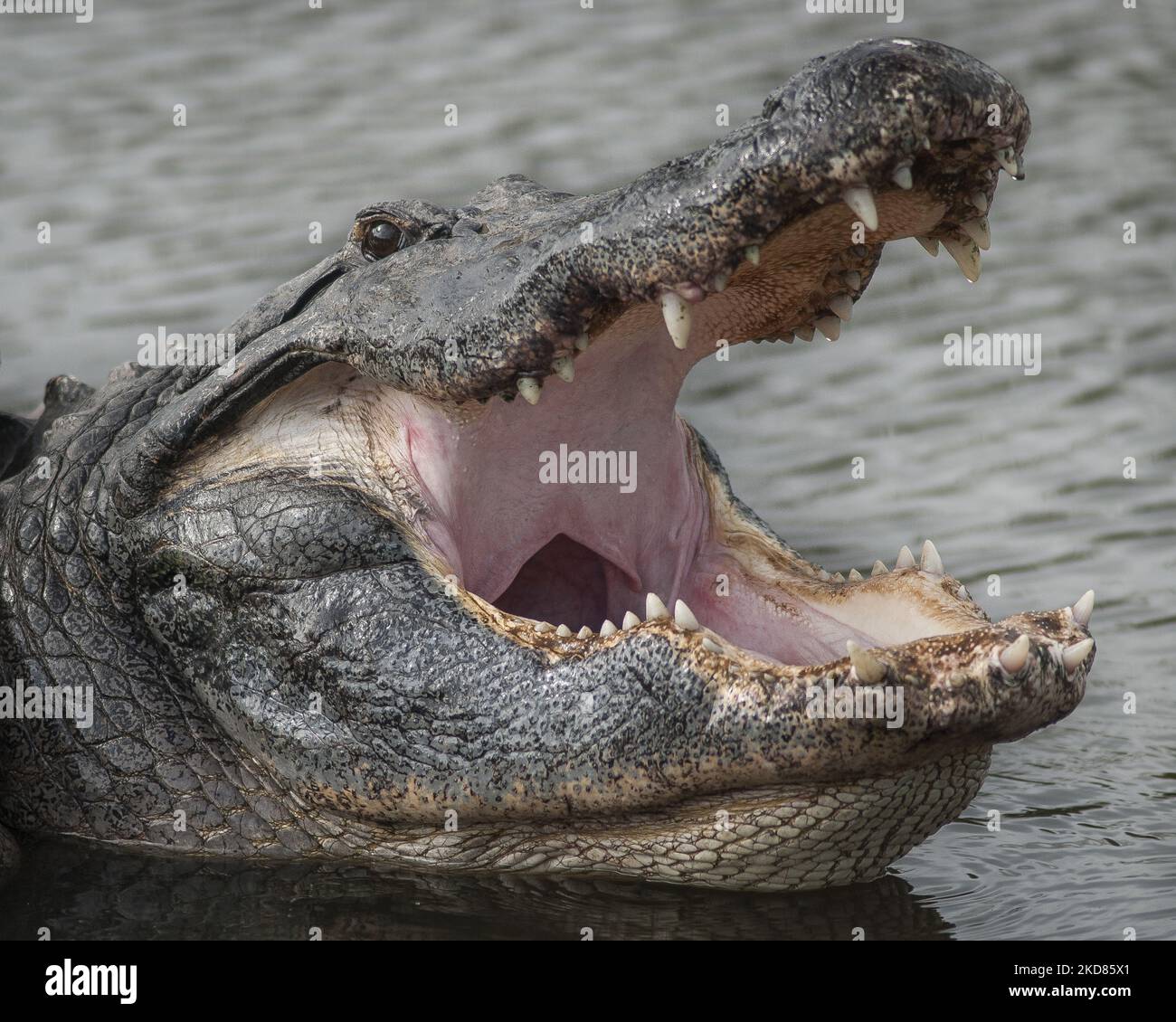 L'alligator américain (Alligator mississipiensis) peut atteindre une ...