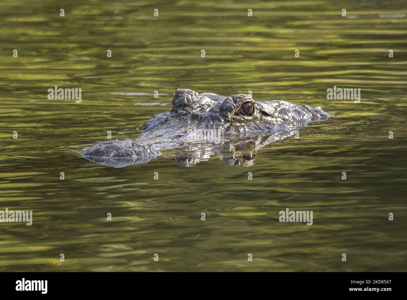 Alligator feet Banque de photographies et d’images à haute résolution ...