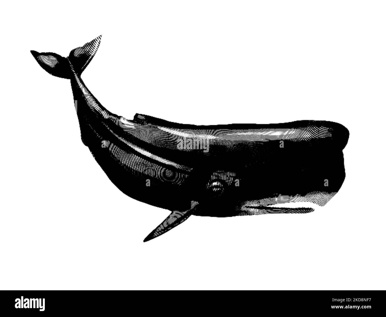 Gravure de baleines. Illustration réaliste d'une baleine. Dessin noir ...
