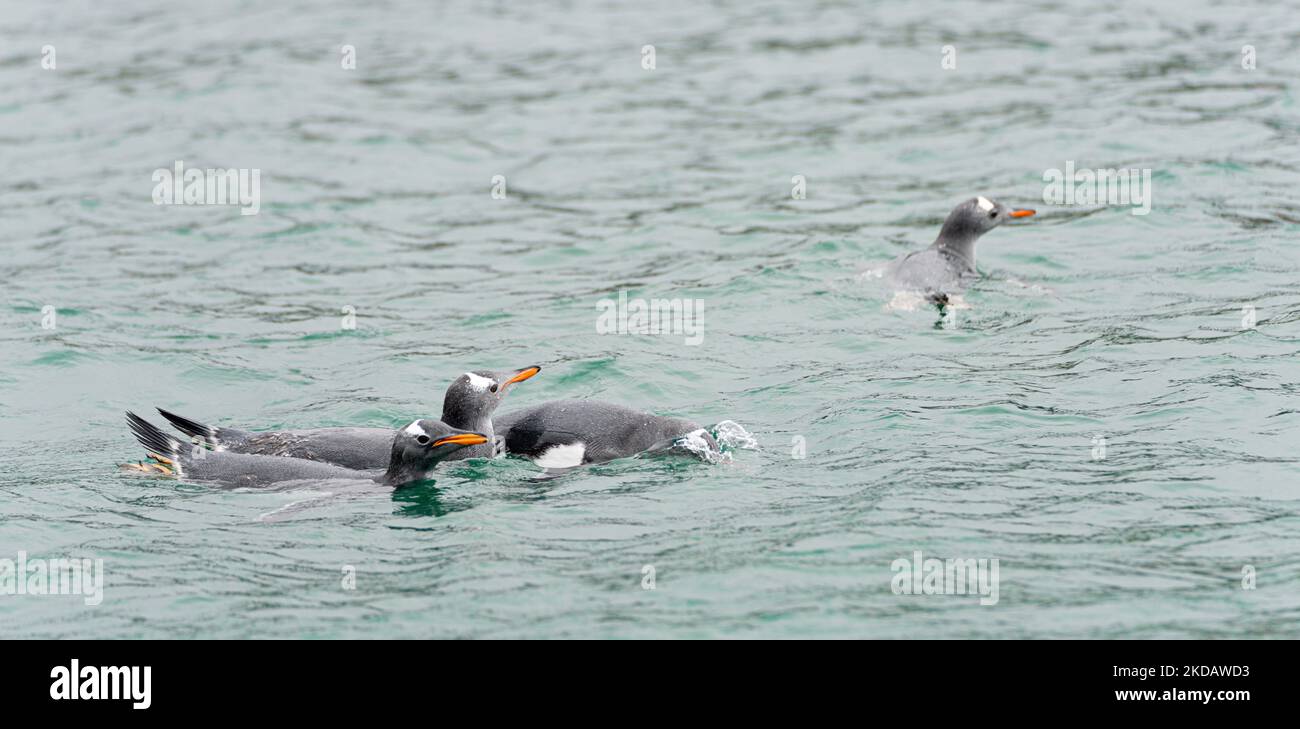 Southern shetland islands Banque de photographies et d’images à haute ...