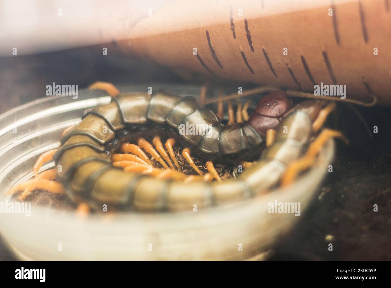 Scolopendra subspinipes japonica. Scolopendra est à plusieurs pattes ...