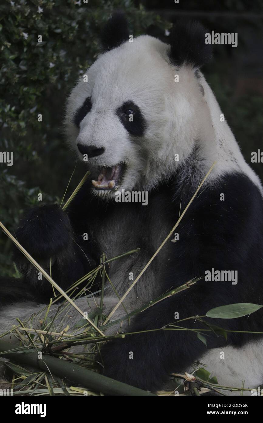Shuan Shuan tout en mangeant des feuilles de bambou au zoo de ...