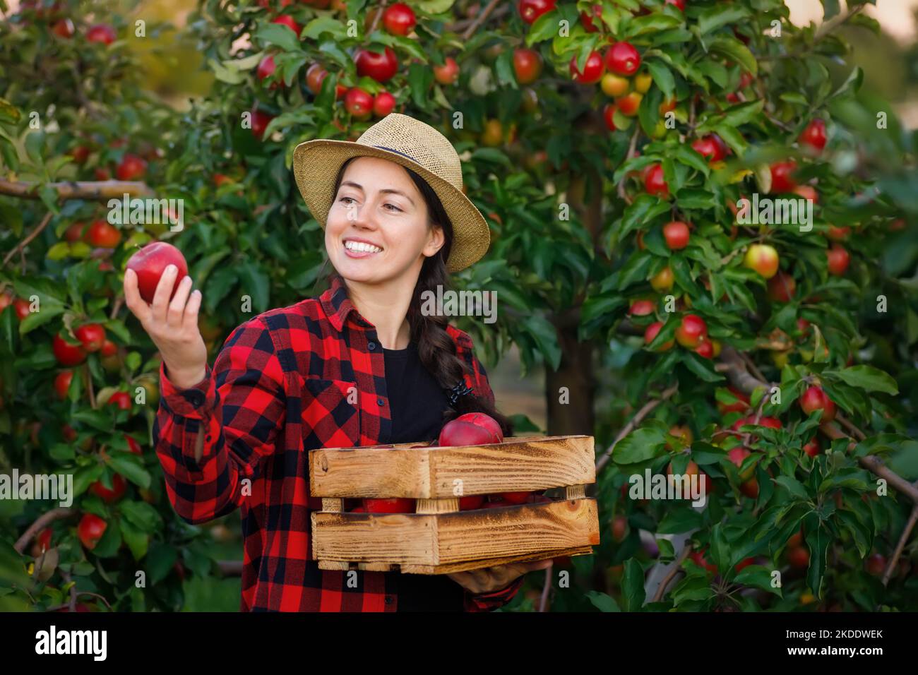 Femme verger de pommes Banque de photographies et d’images à haute ...