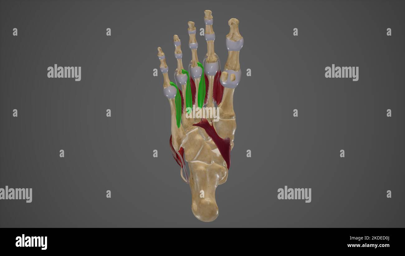 Couches musculaires du pied Banque de photographies et d’images à haute ...