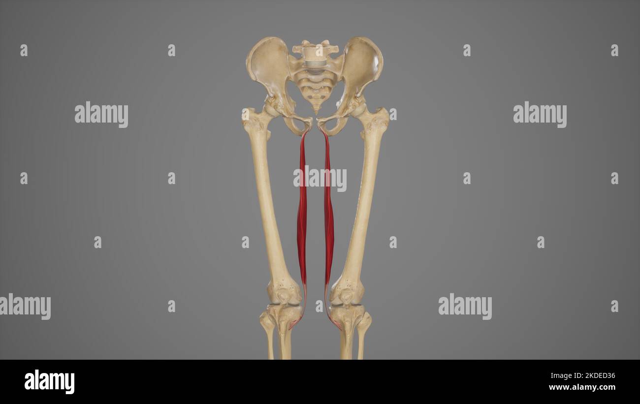 Groupe de muscles adducteurs de la cuisse Banque de photographies et d ...