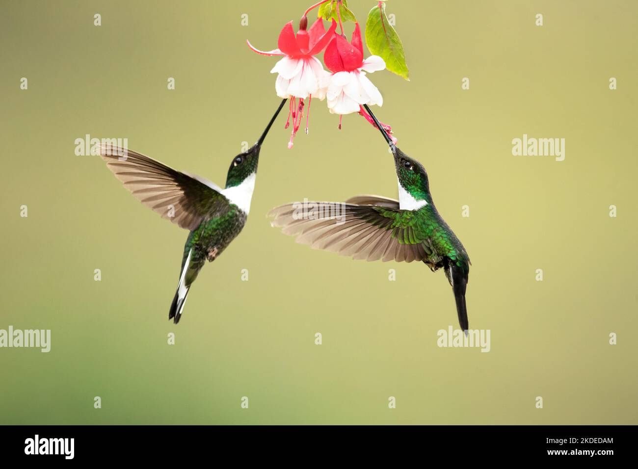 Collier colibris inca Banque de photographies et d’images à haute ...