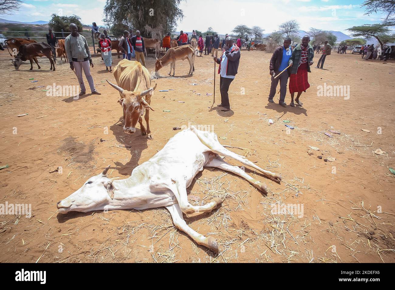 Kajiado, Kenya. 04th novembre 2022. Les éleveurs kenyans de la ...