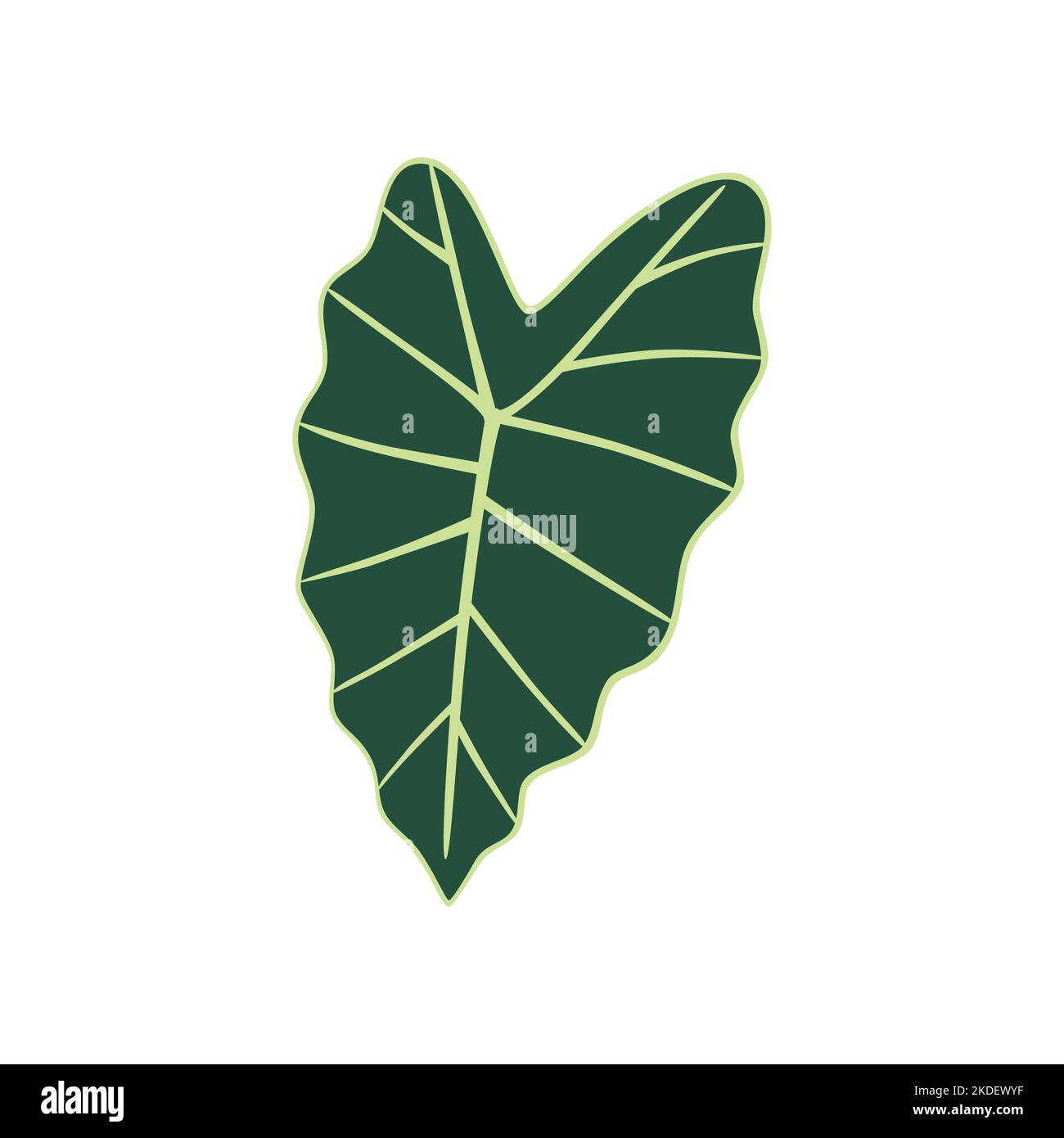 Feuille Alocasia Polly. Plante exotique. Illustration vectorielle ...