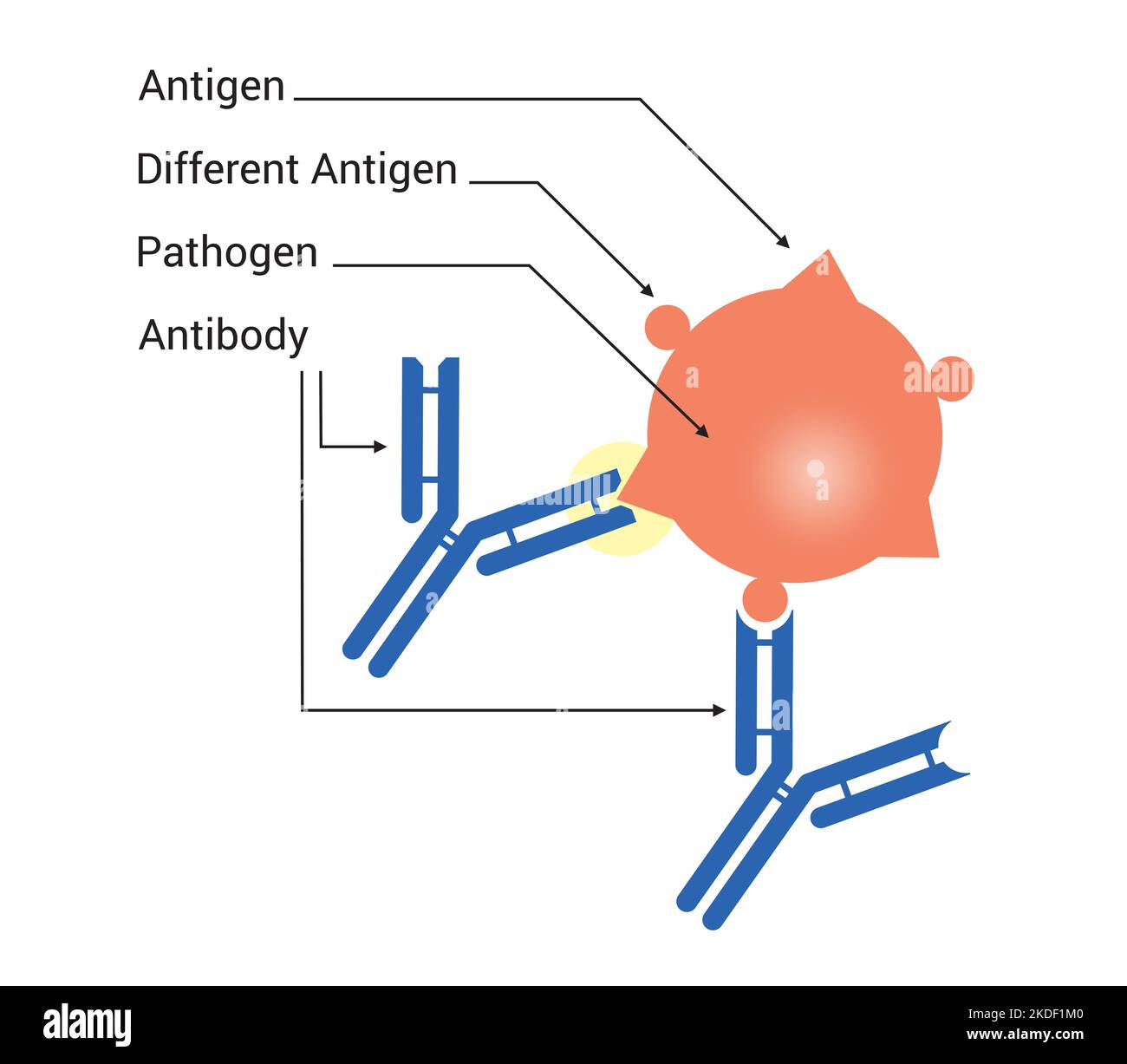 Modelo de estructura Banque de photographies et d’images à haute ...