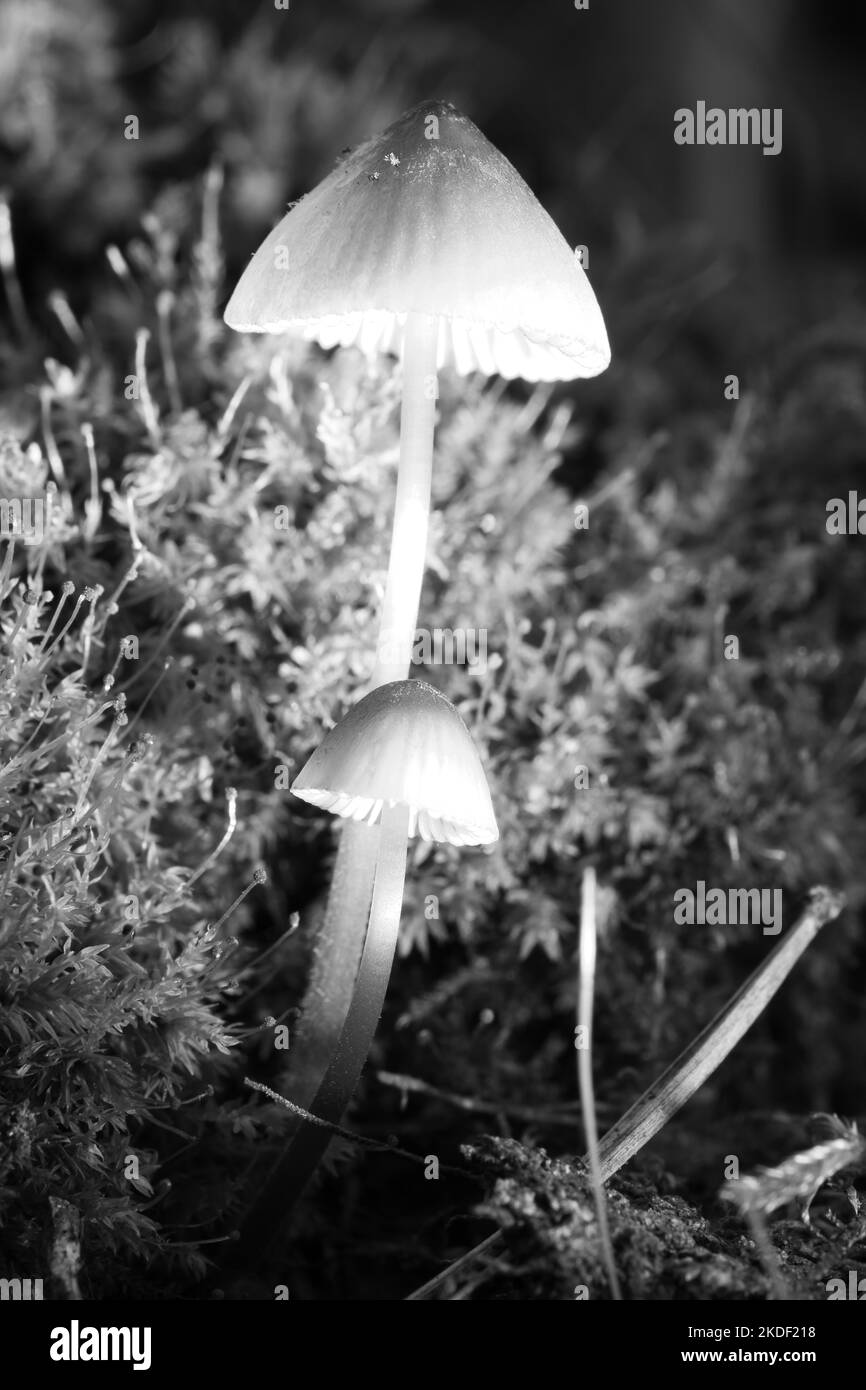 Champignons en milieu naturel Banque d'images noir et blanc - Alamy