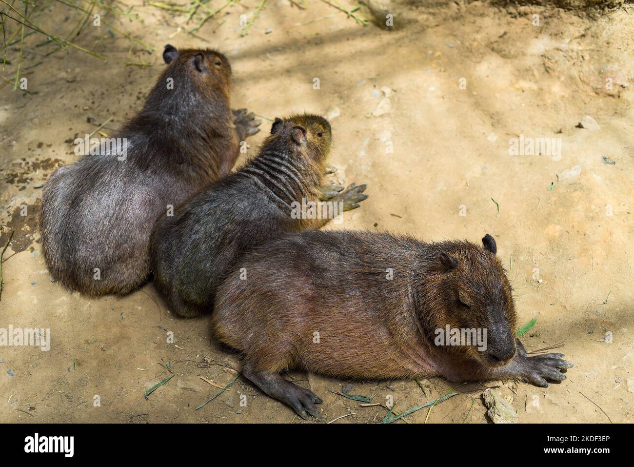Capybara family Banque de photographies et d’images à haute résolution ...