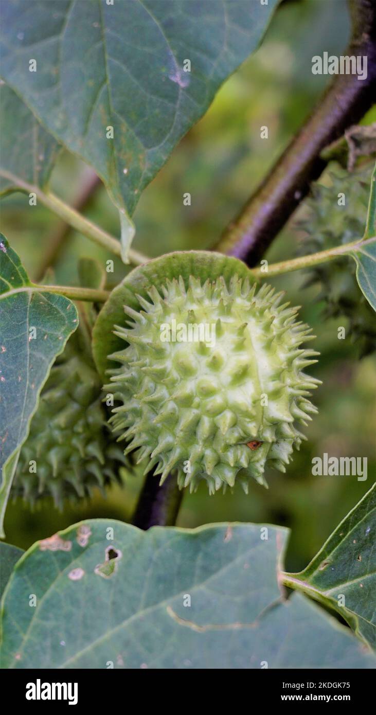 Fruits de pomme de terre toxiques Banque de photographies et d’images à ...