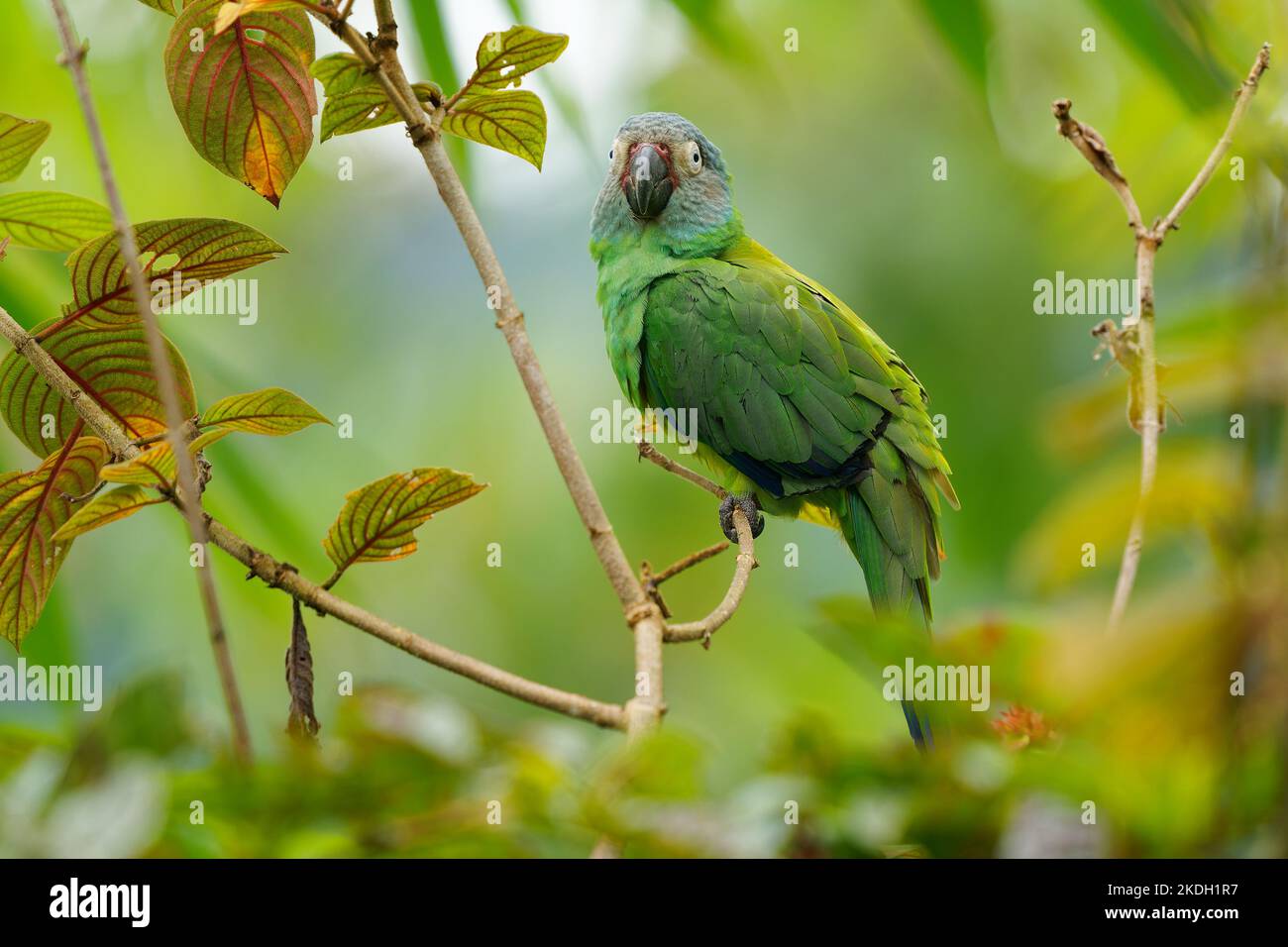 Parakeet à tête dusky - Aratinga weddellii également le conure de ...