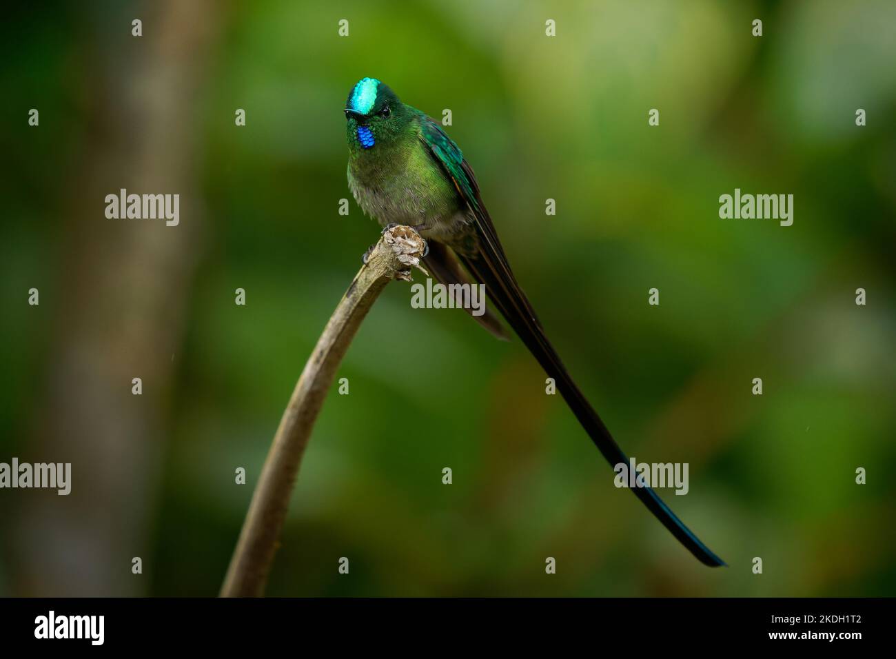 Sylph a queue longue Banque de photographies et d’images à haute résolution - Alamy