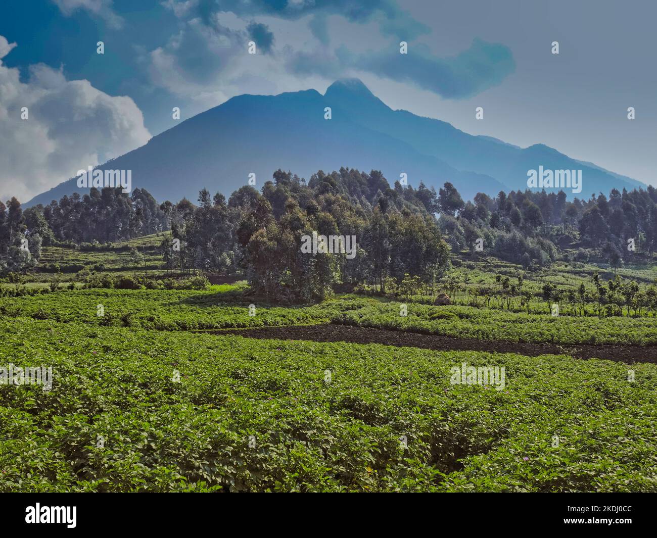 Parc national des volcans, Rwanda 4th septembre 2022 Paysage sur la ...