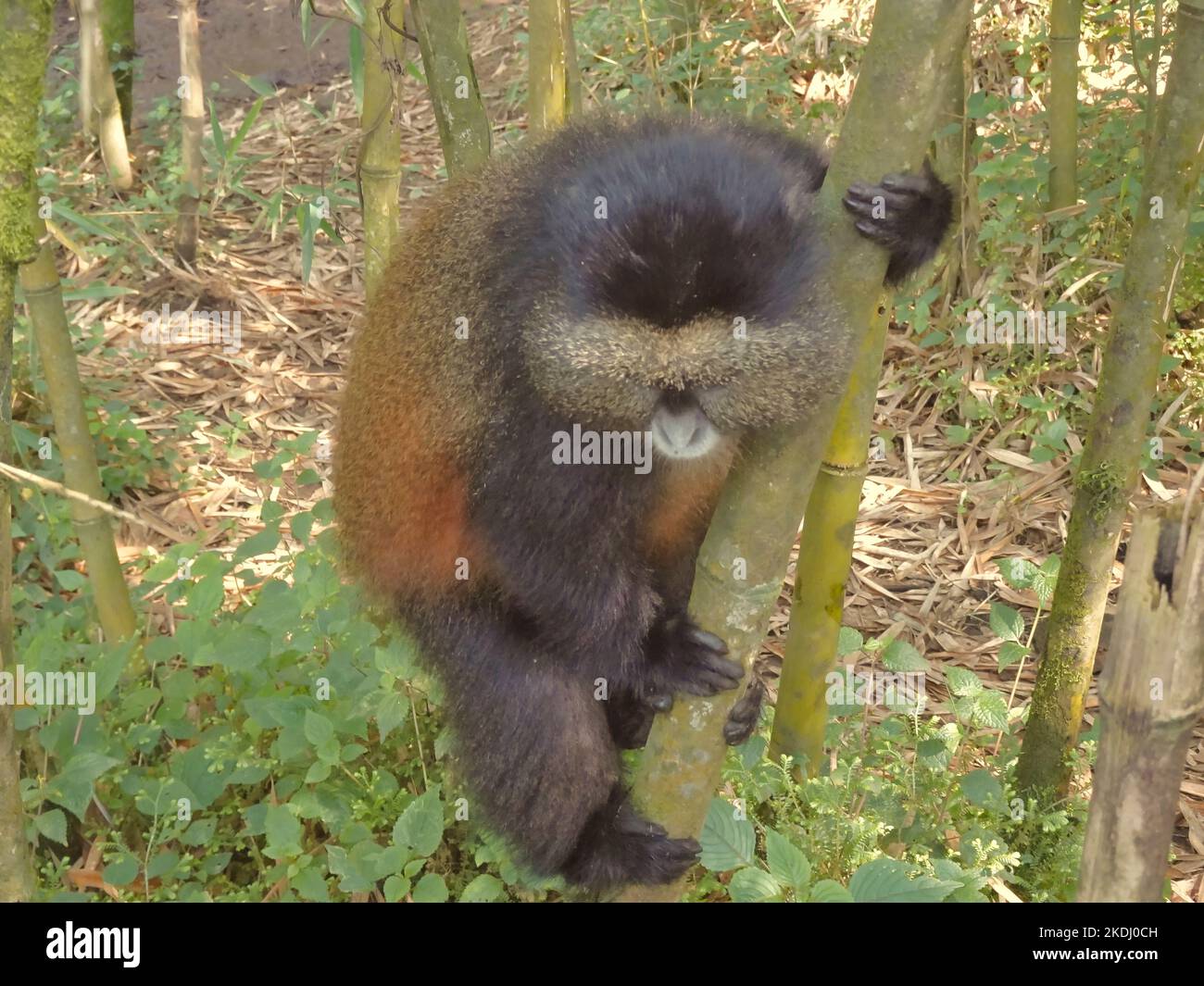 L'accouplement des singes Banque de photographies et d’images à haute ...