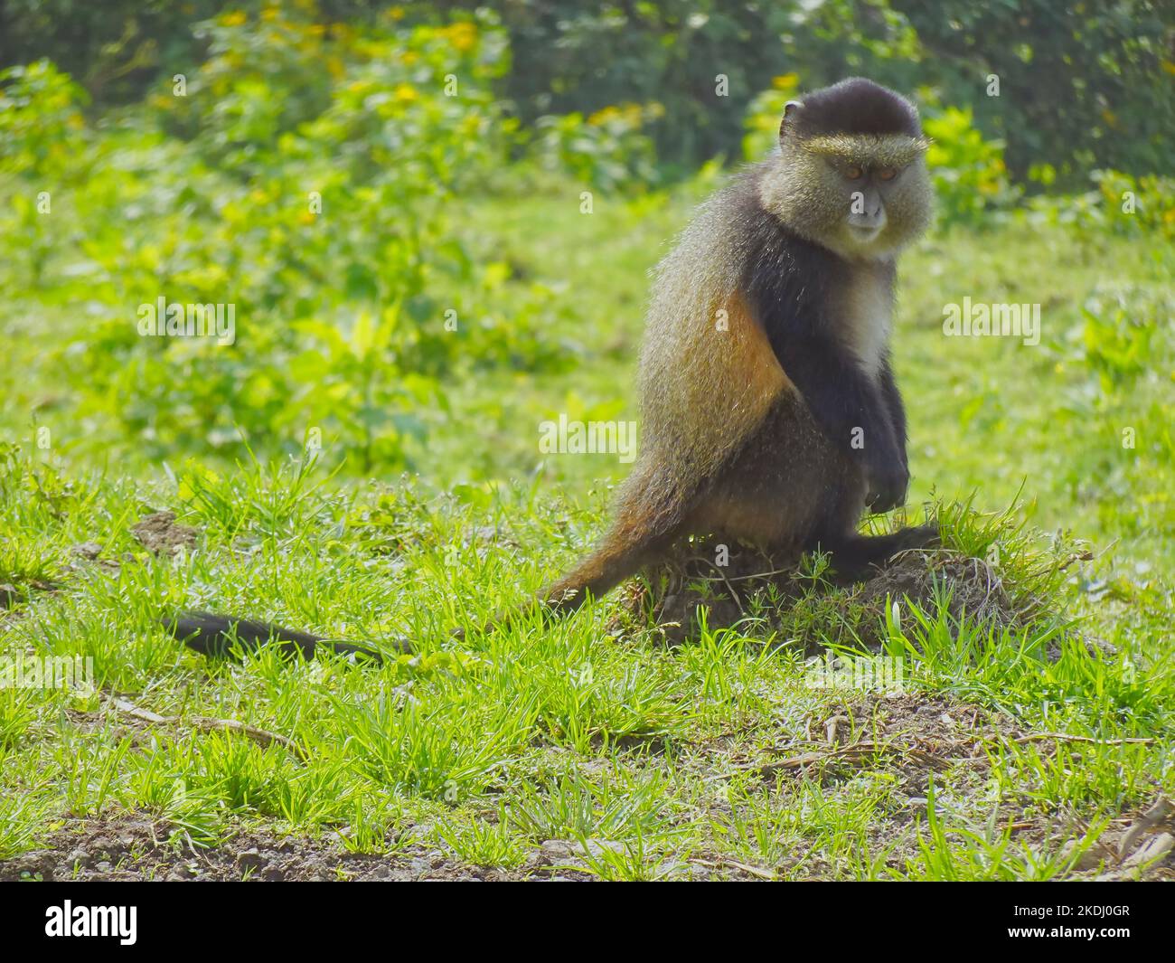 L'accouplement des singes Banque de photographies et d’images à haute ...