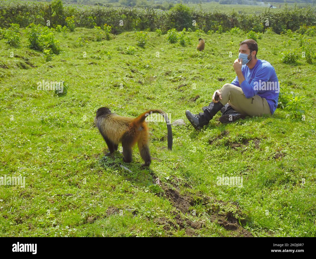 L'accouplement des singes Banque de photographies et d’images à haute ...