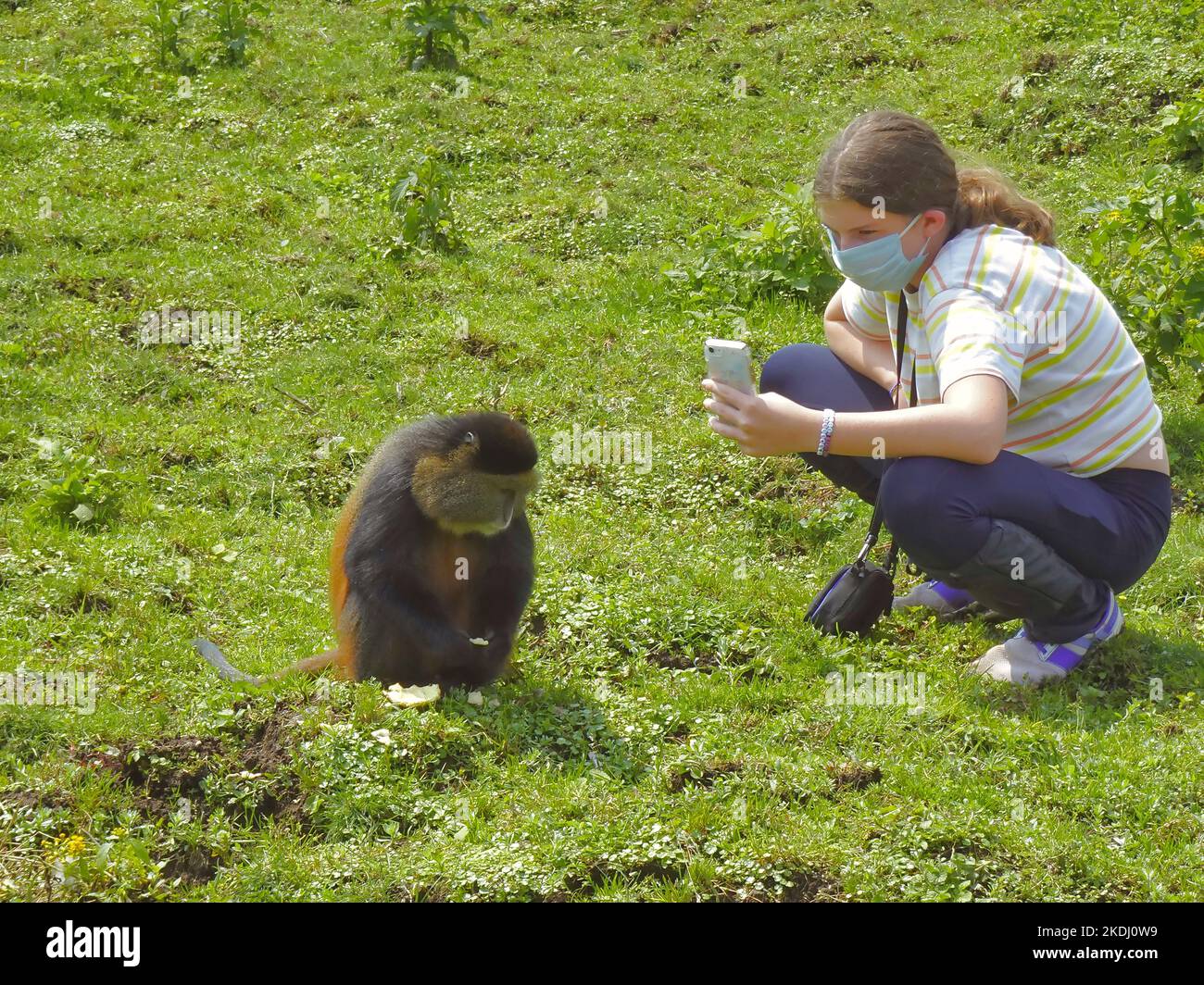 L'accouplement des singes Banque de photographies et d’images à haute ...