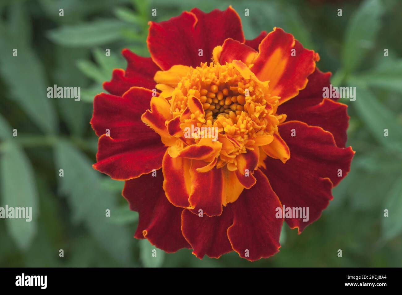French marigold tagetes patula blooming Banque de photographies et d ...