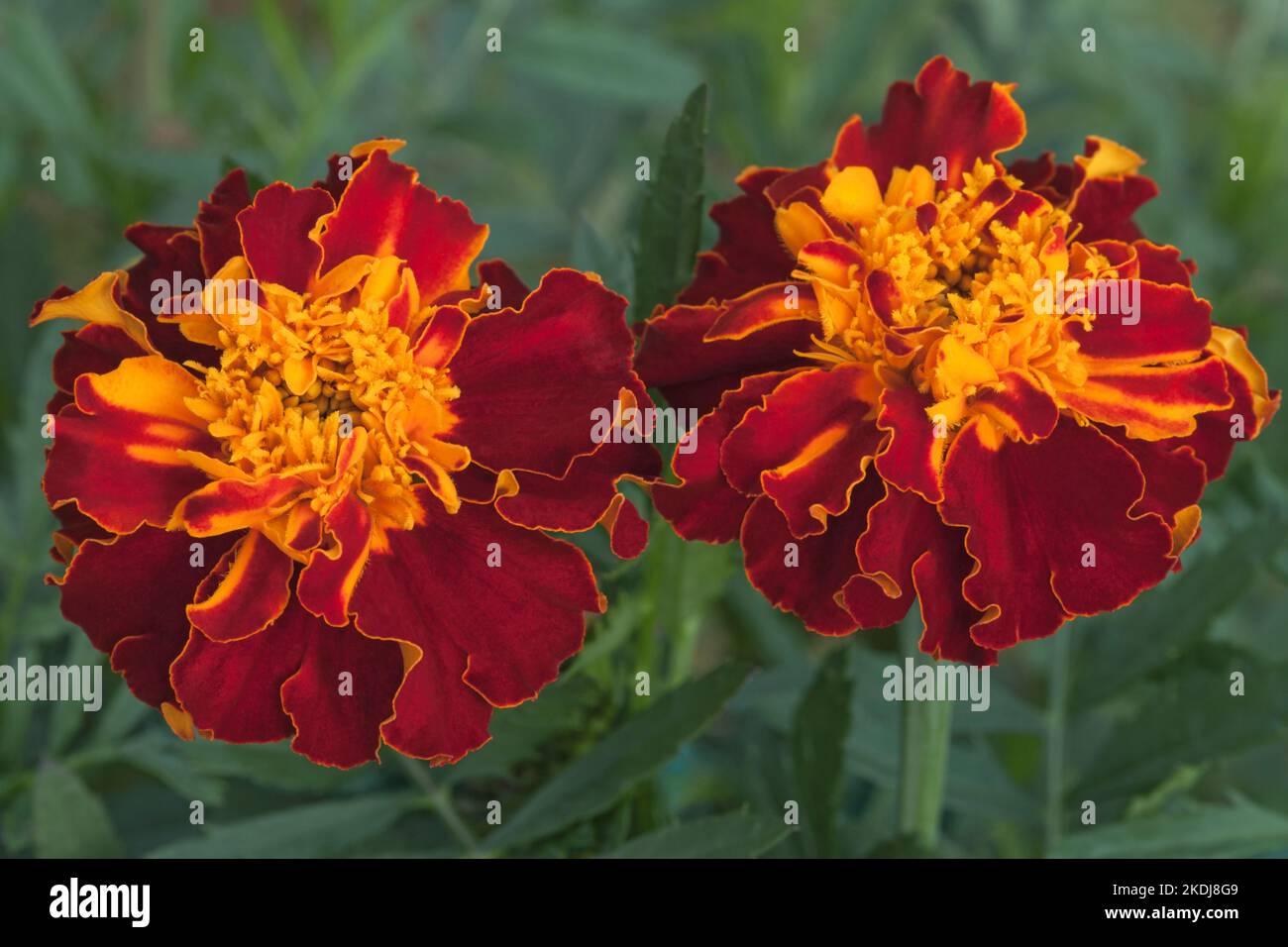 French marigold tagetes patula blooming Banque de photographies et d ...