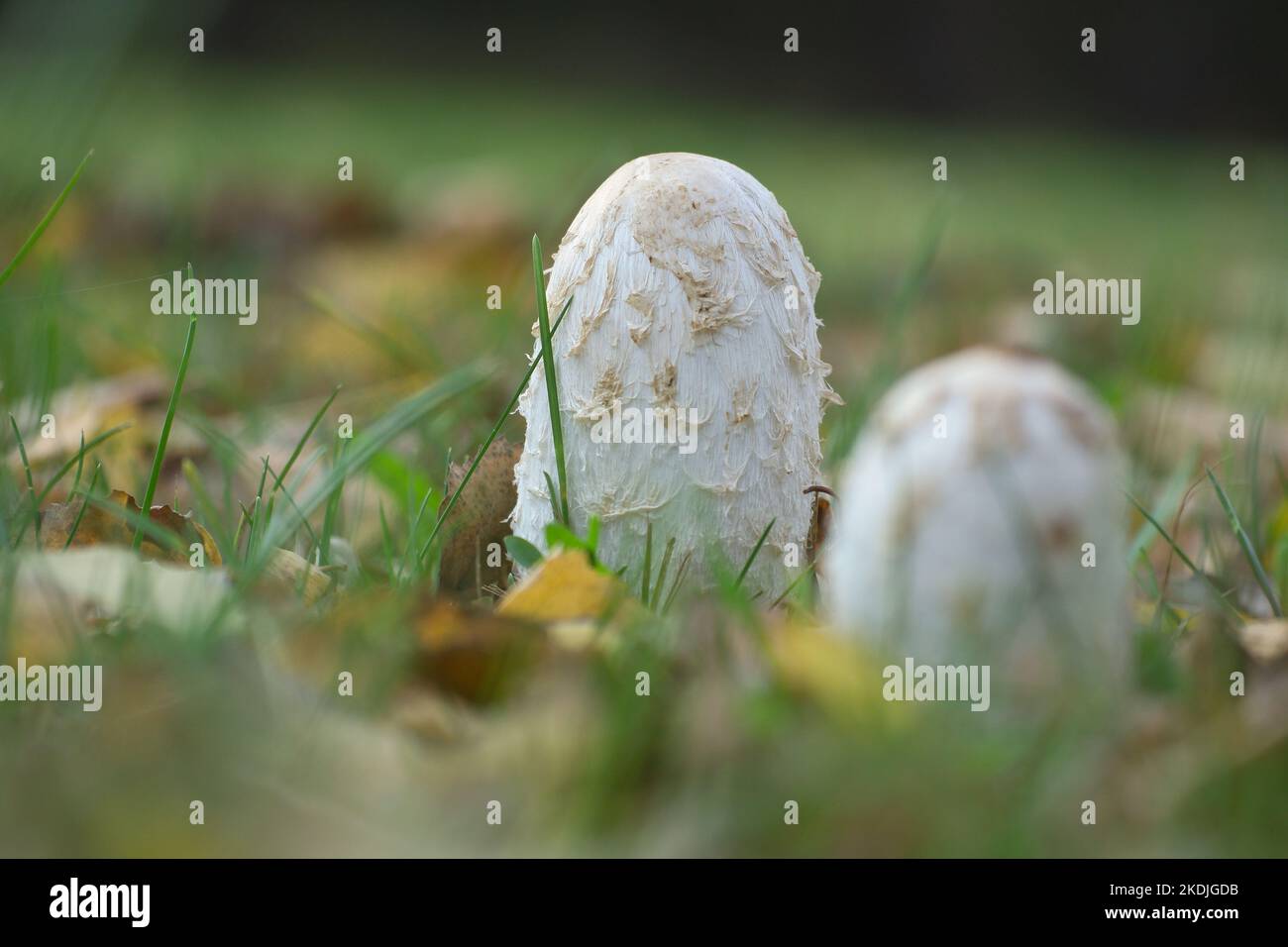 un groupe de jeunes chardons à jeun qui grandissent dans un pré. Caché ...