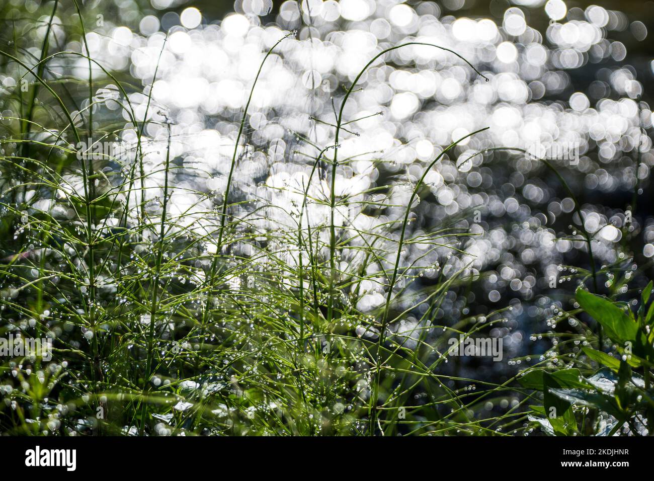 Prêle géante equisetum sp Banque de photographies et d’images à haute ...