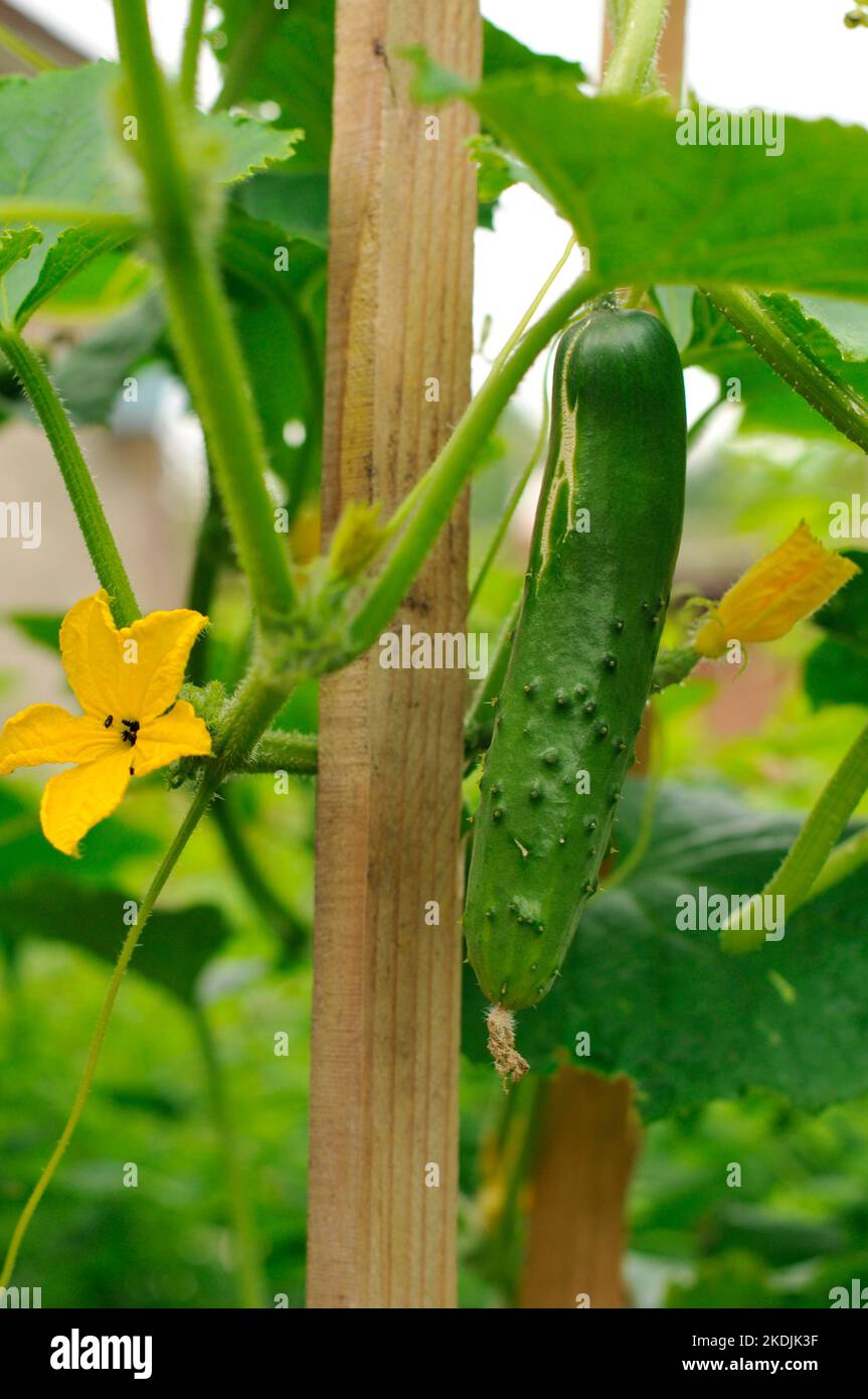 Concombre (Cucumis sativus) fruit et fleur de concombre, plante ...