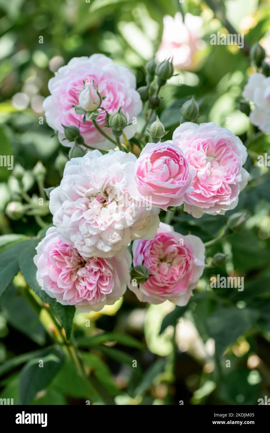 Rosier avec plantes grimpantes Banque de photographies et d’images à ...