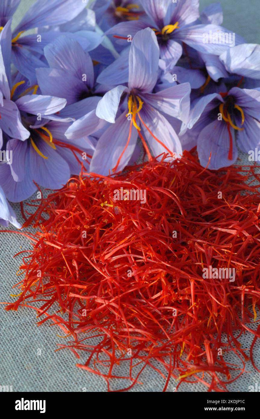 Saffron crocus sativus stigmas Banque de photographies et d’images à ...