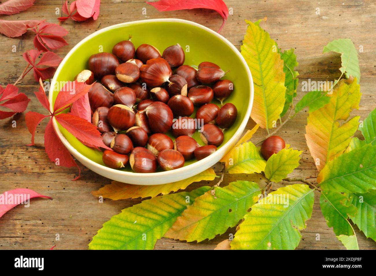 Châtaignes, fruits du châtaignier (Castanea sativa), dans un contenant ...