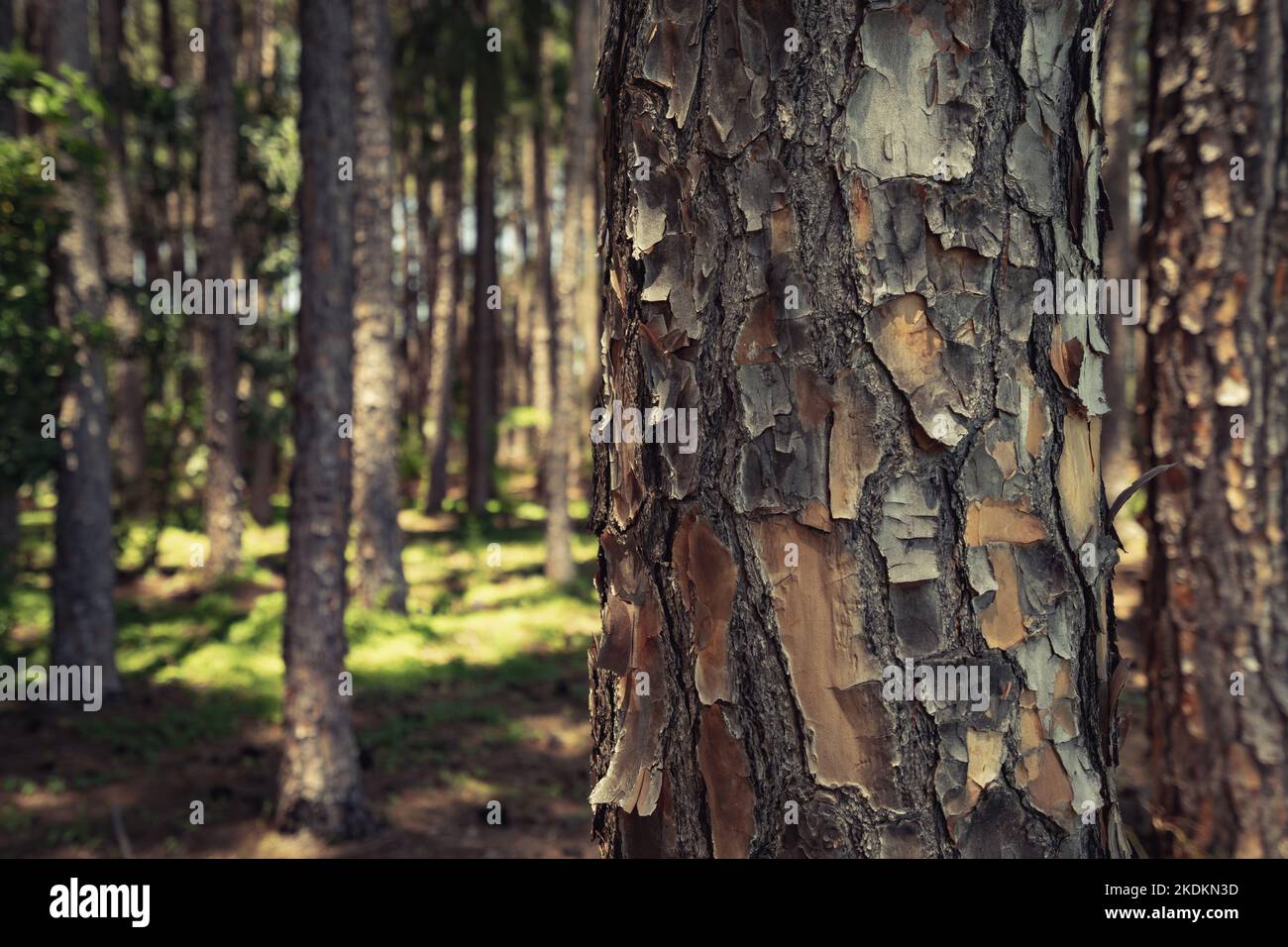 Plantation de pins queensland Banque de photographies et d’images à ...