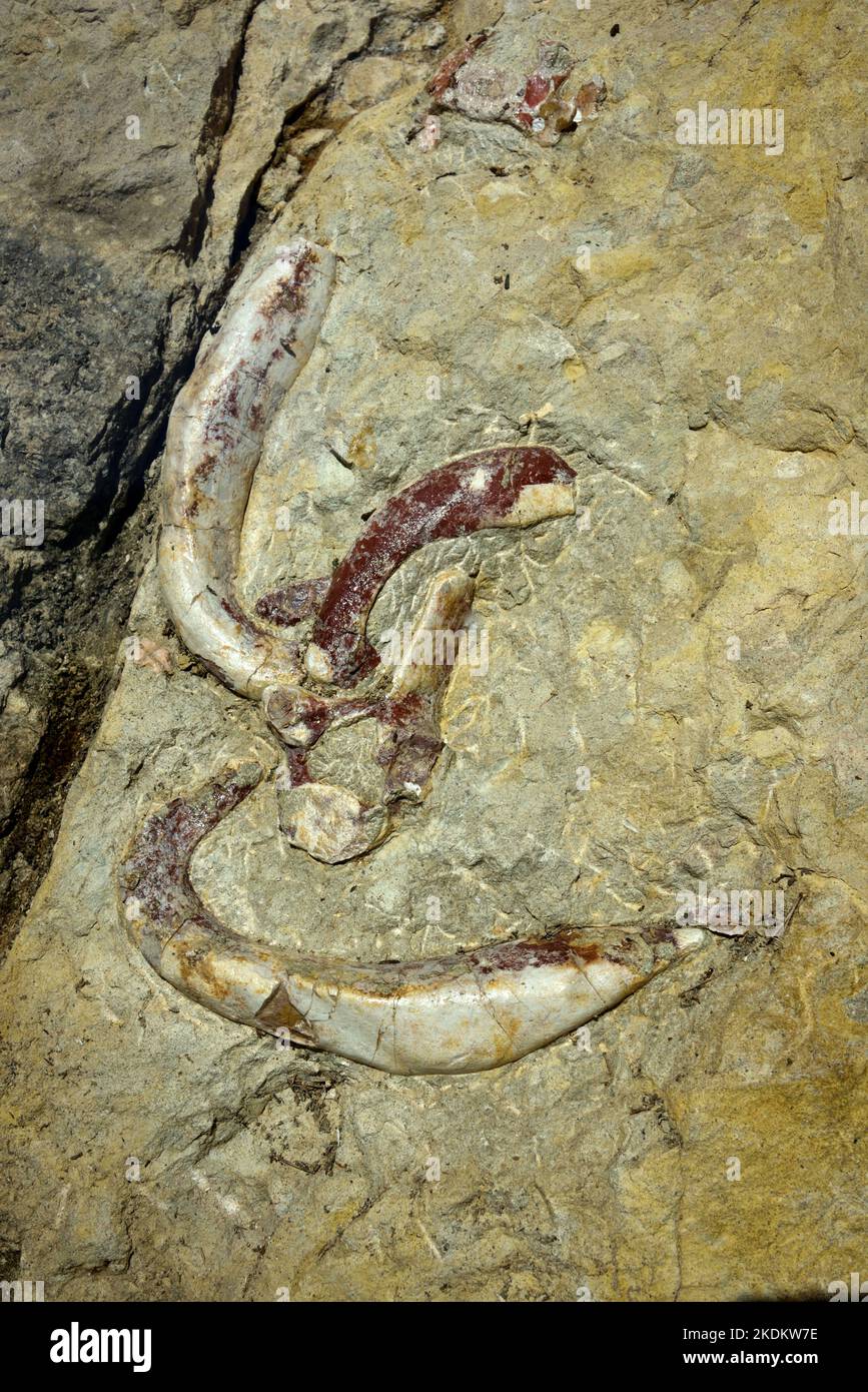 Cage thoracique fossilisée et os de sirenia préhistorique, ou vaches de ...