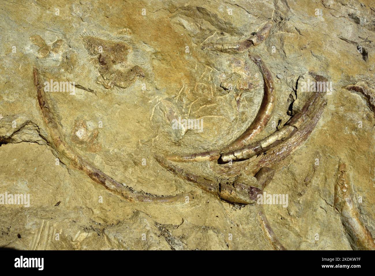 Cage thoracique fossilisée et os de sirenia préhistorique, ou vaches de ...