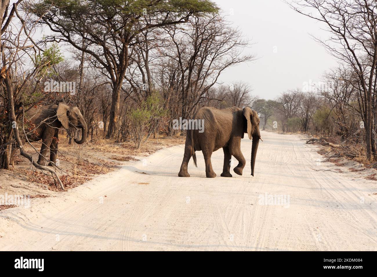Route de passage des éléphants d'Afrique, réserve de gibier de Moremi ...